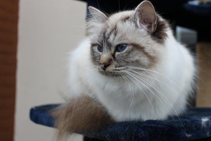 15-08-2011: 2e RHB-winner categorie volwassenen